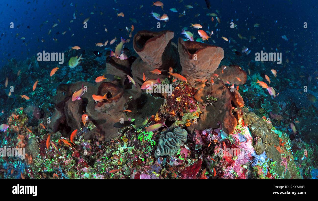 Reef fish swimming above healthy coral in Komodo Indonesia Stock Photo ...