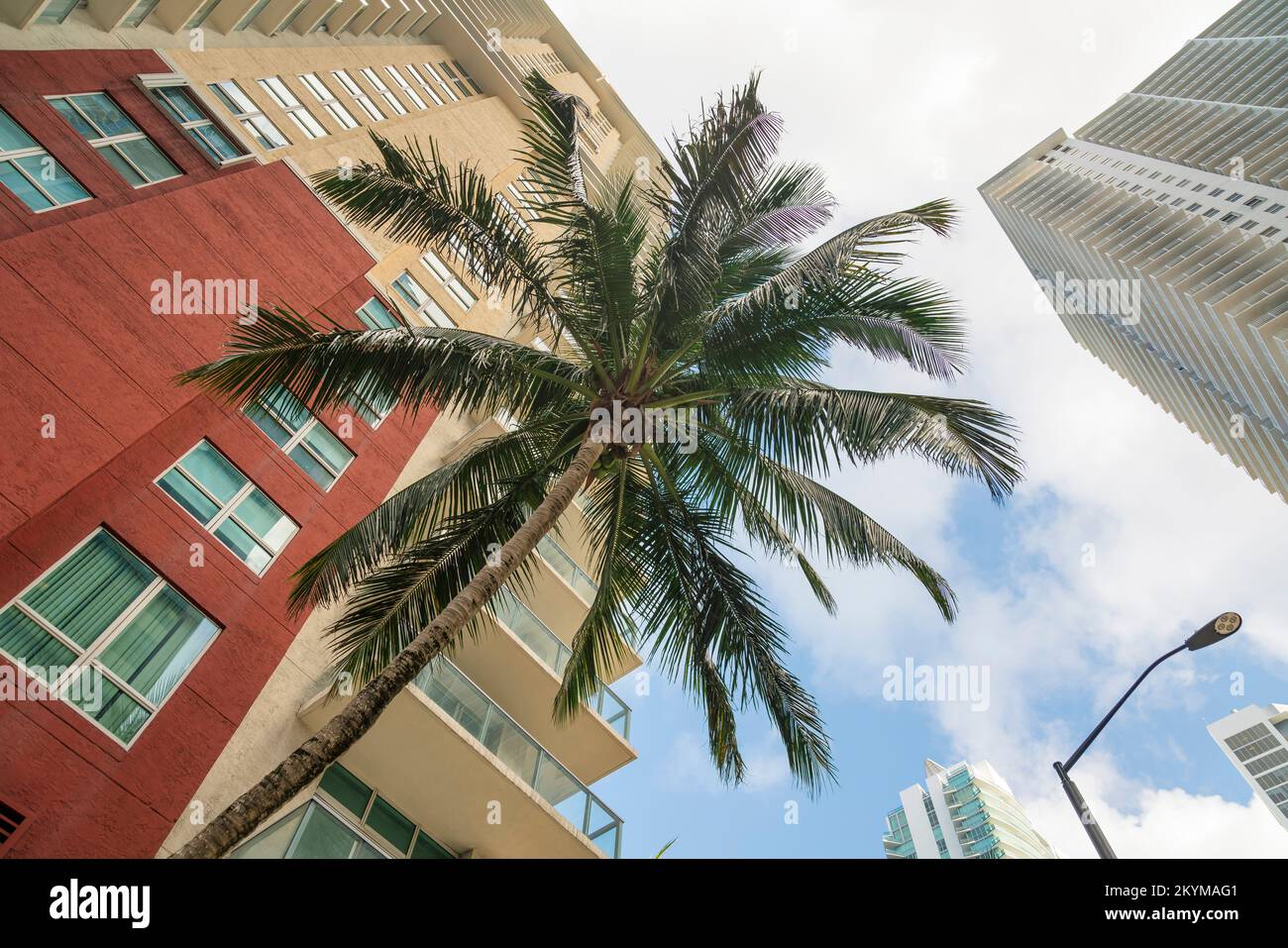 Slanted coconut tree in low angle view outside the building with red ...