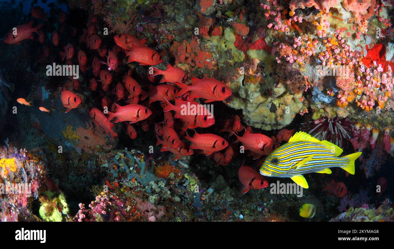 Reef fish swimming above healthy coral in Komodo Indonesia Stock Photo ...