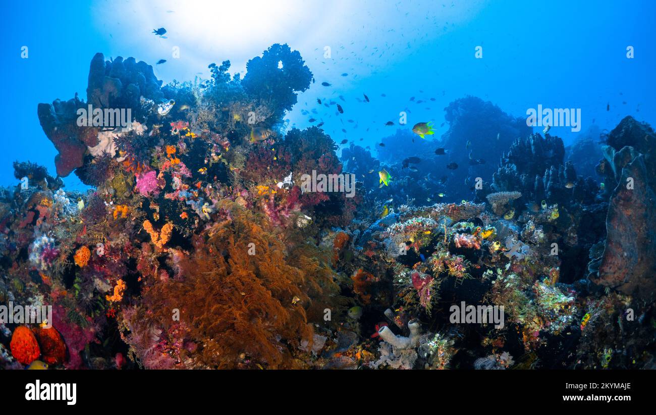 Reef fish swimming above healthy coral in Komodo Indonesia Stock Photo ...