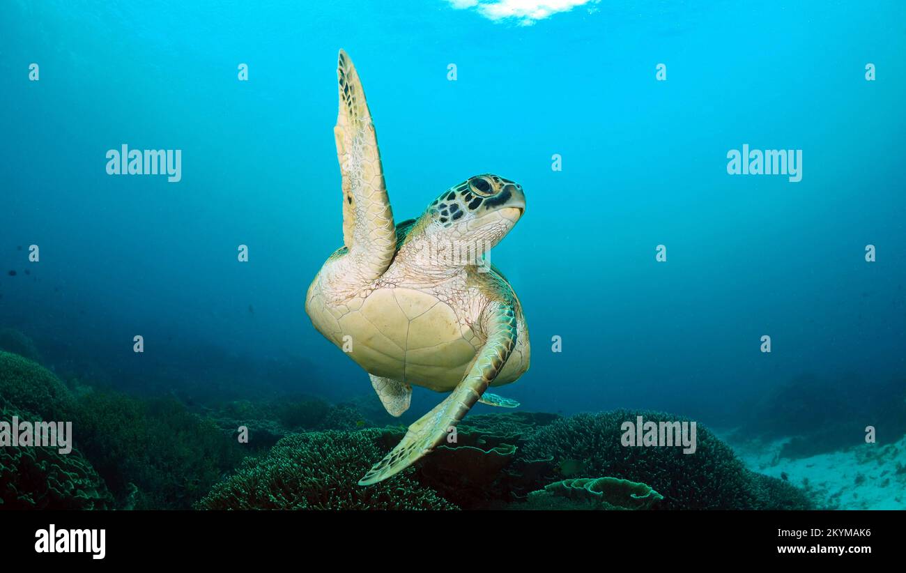 Green turtle swimming above coral reef in Komodo National Park Stock ...