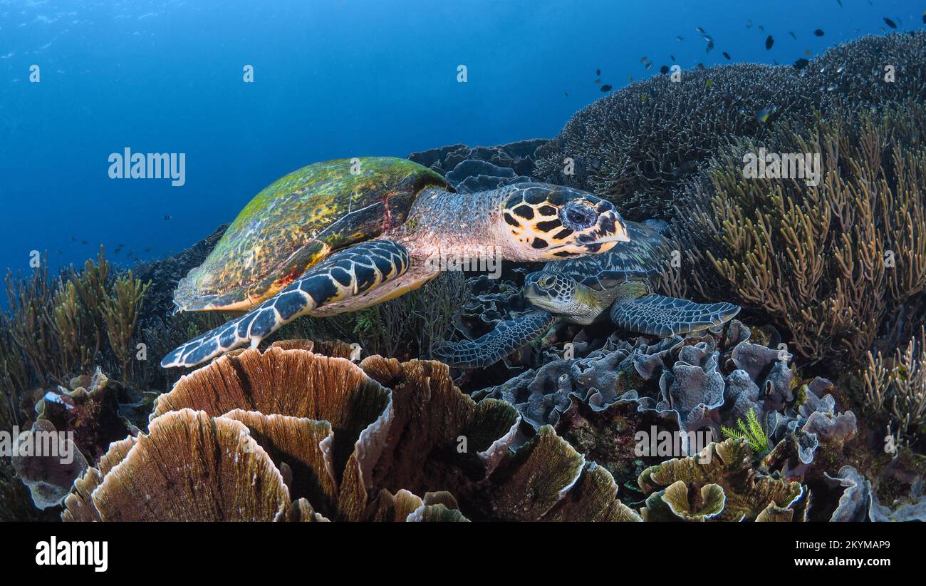 Hawksbill sea Turtle swimming above beautiful coral reef Stock Photo ...
