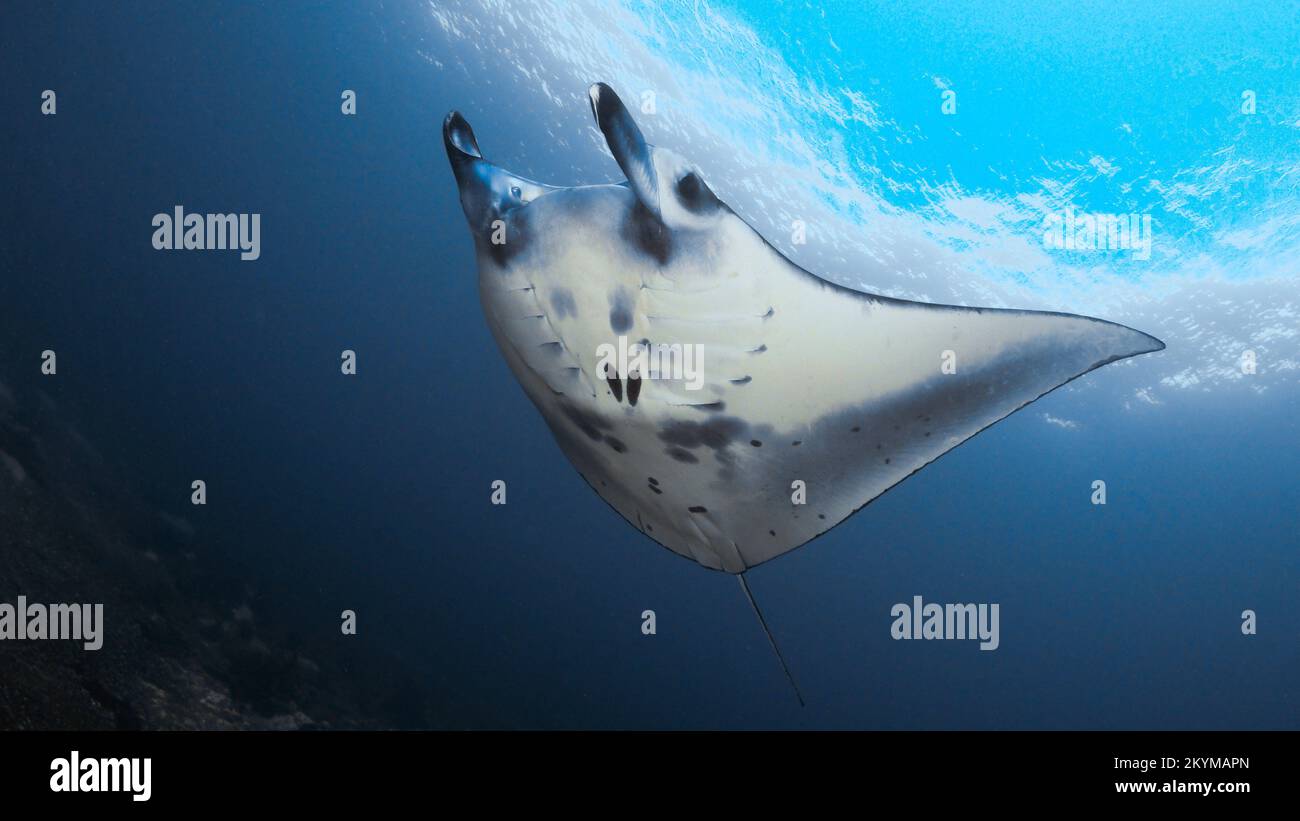 Reef manta - Mobula alfredi swimming above coral reef Stock Photo - Alamy