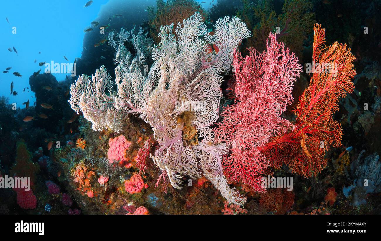Healthy coral reef inside the Komodo National Park Stock Photo - Alamy