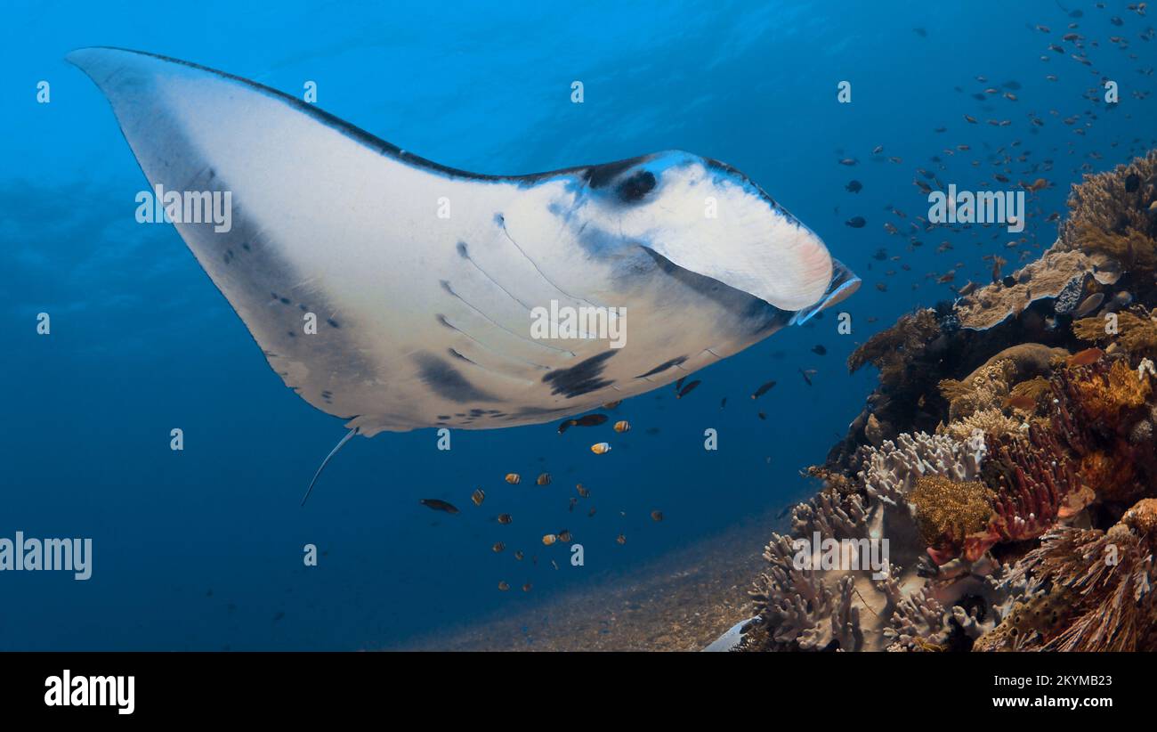 Reef manta - Mobula alfredi swimming above coral reef Stock Photo - Alamy