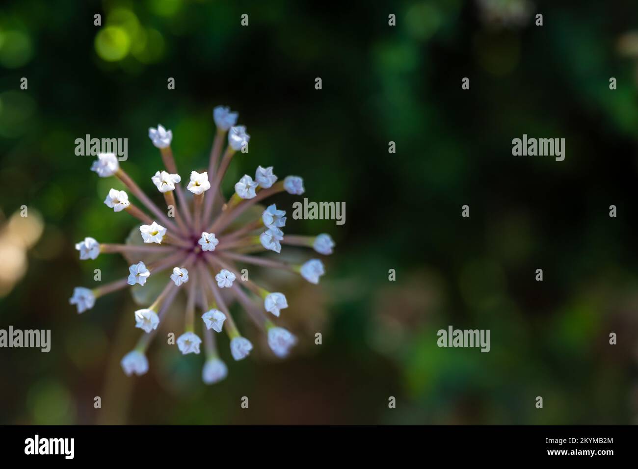 Tips of Snowball Sand-Verbena Shallow Focus Before Blooming Stock Photo ...