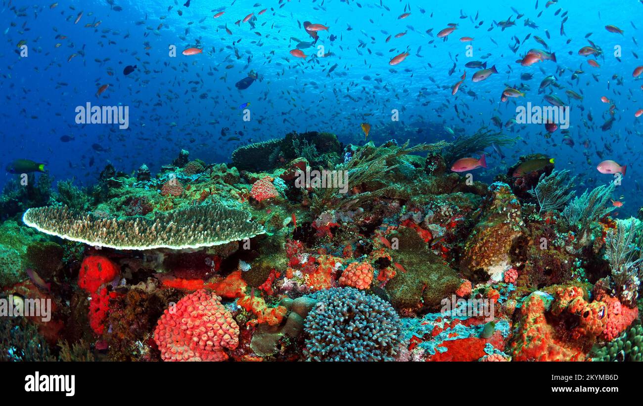 Reef fish swimming above healthy coral in Komodo Indonesia Stock Photo ...