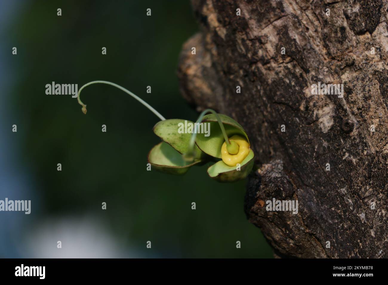 Calabash plant hi-res stock photography and images - Alamy