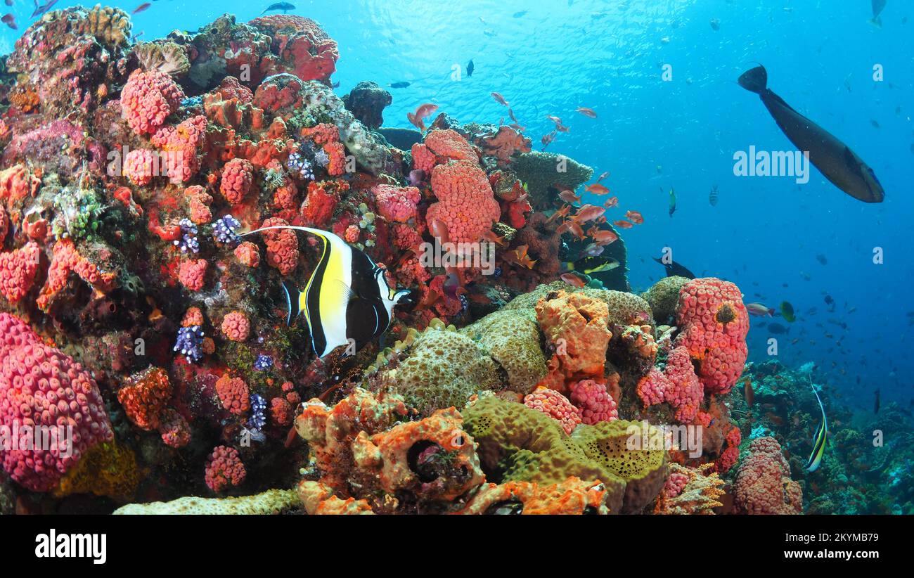 Reef fish swimming above healthy coral in Komodo Indonesia Stock Photo ...