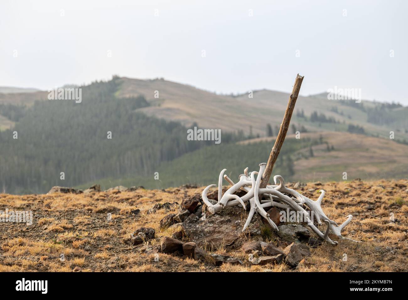 Specimen ridge yellowstone hi-res stock photography and images - Alamy