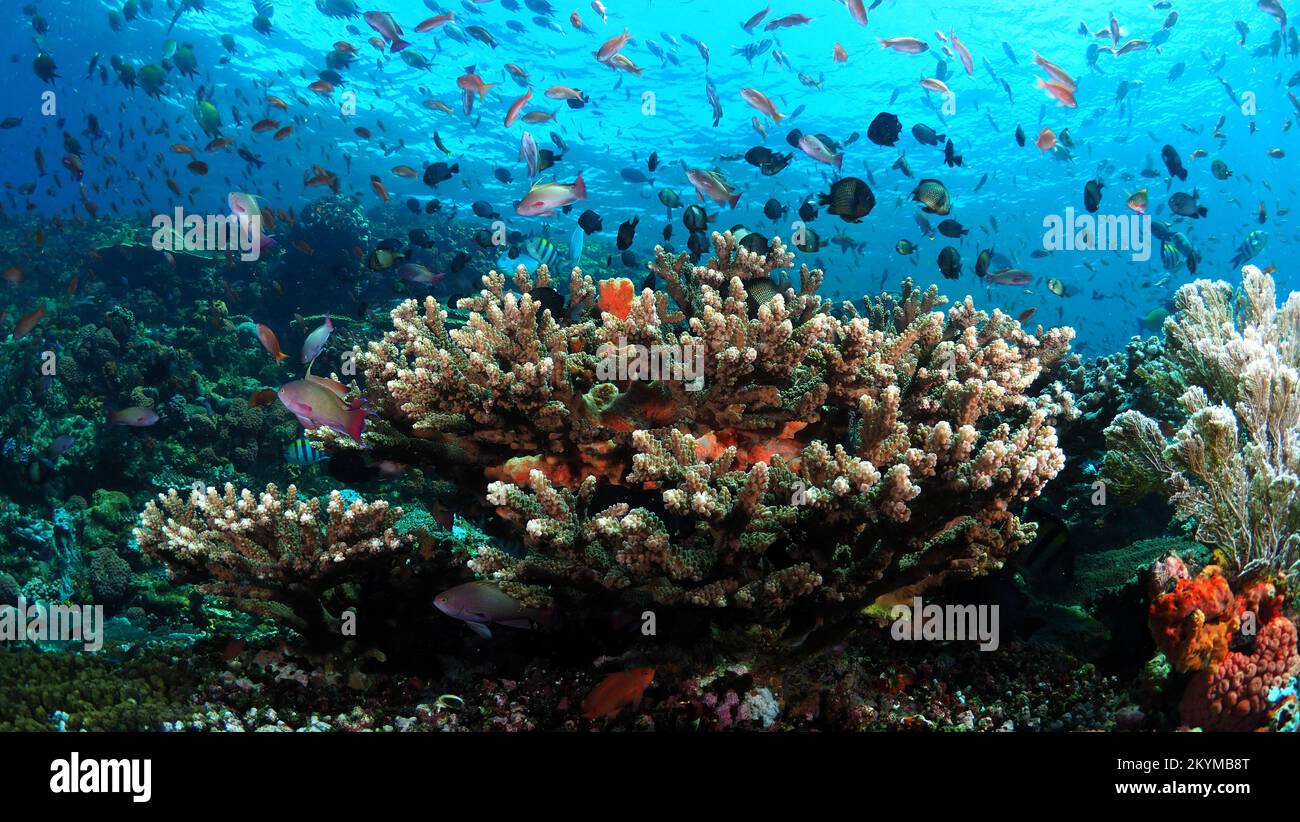 Reef fish swimming above healthy coral in Komodo Indonesia Stock Photo ...