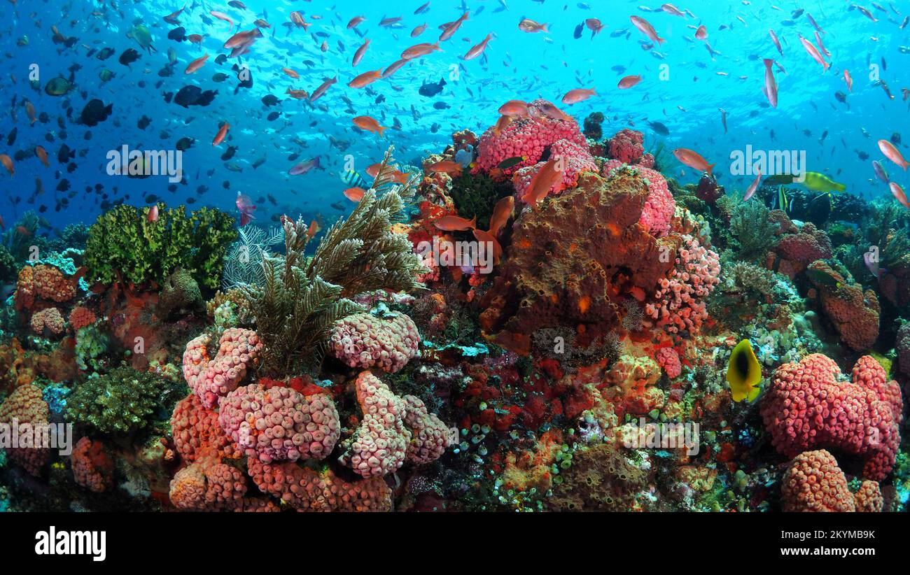Reef fish swimming above healthy coral in Komodo Indonesia Stock Photo ...