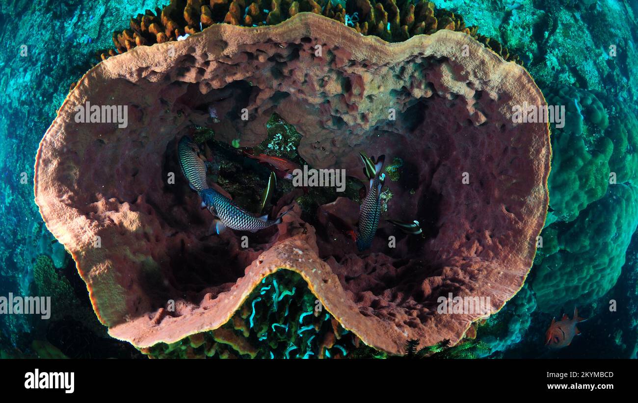 Healthy coral reef inside the Komodo National Park Stock Photo - Alamy