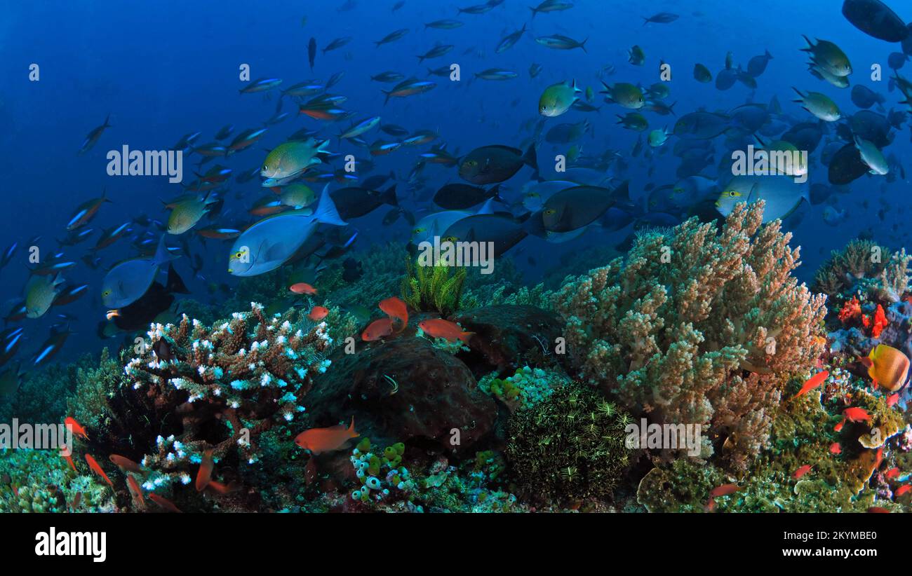 Reef fish swimming above healthy coral in Komodo Indonesia Stock Photo ...