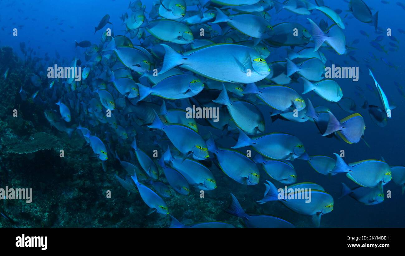 Reef fish swimming above healthy coral in Komodo Indonesia Stock Photo ...