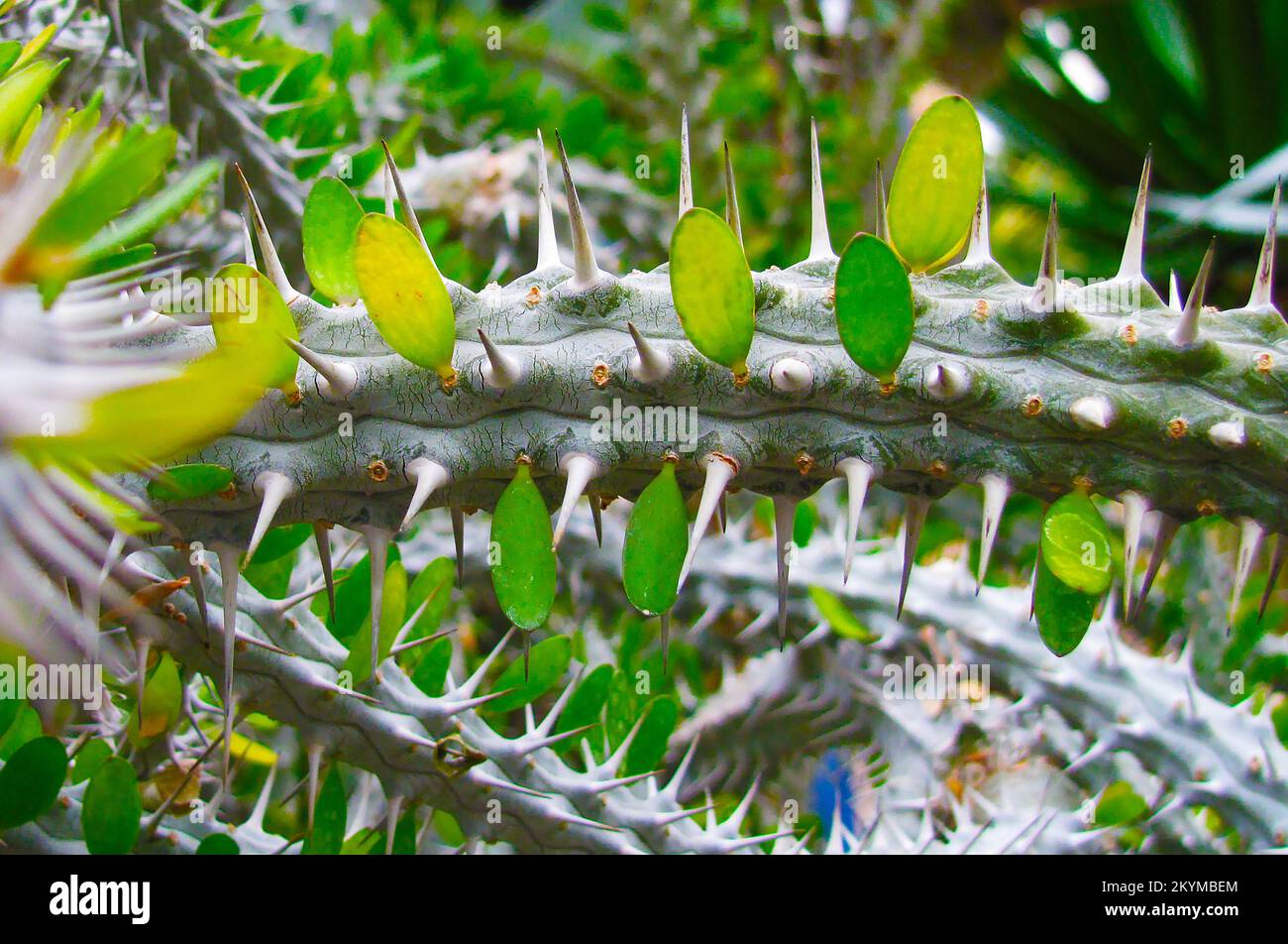 Spike and needle cacti Stock Photo - Alamy