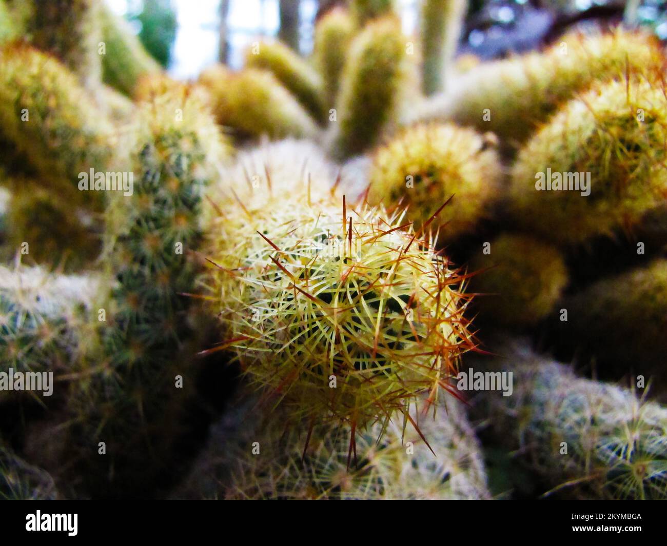 Cacti needle hi-res stock photography and images - Alamy