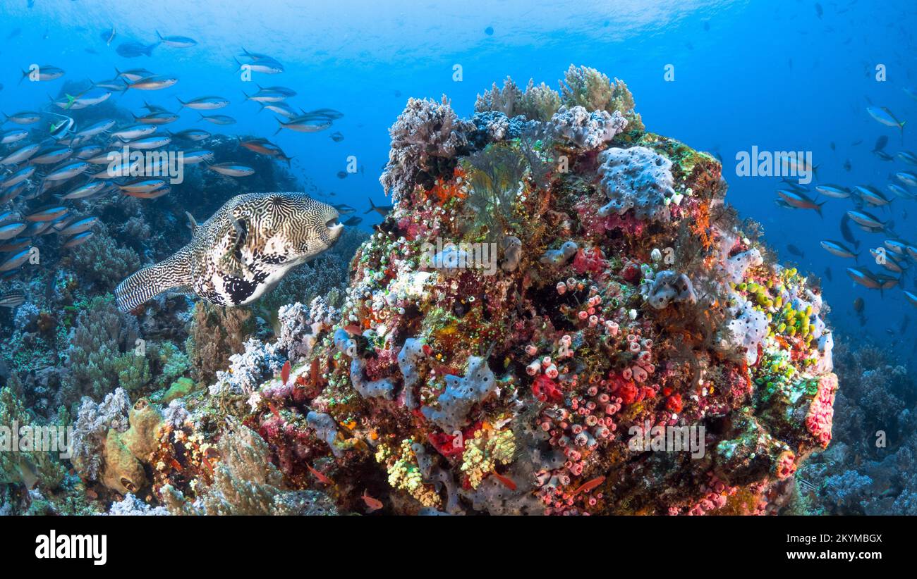 Reef fish swimming above healthy coral in Komodo Indonesia Stock Photo ...