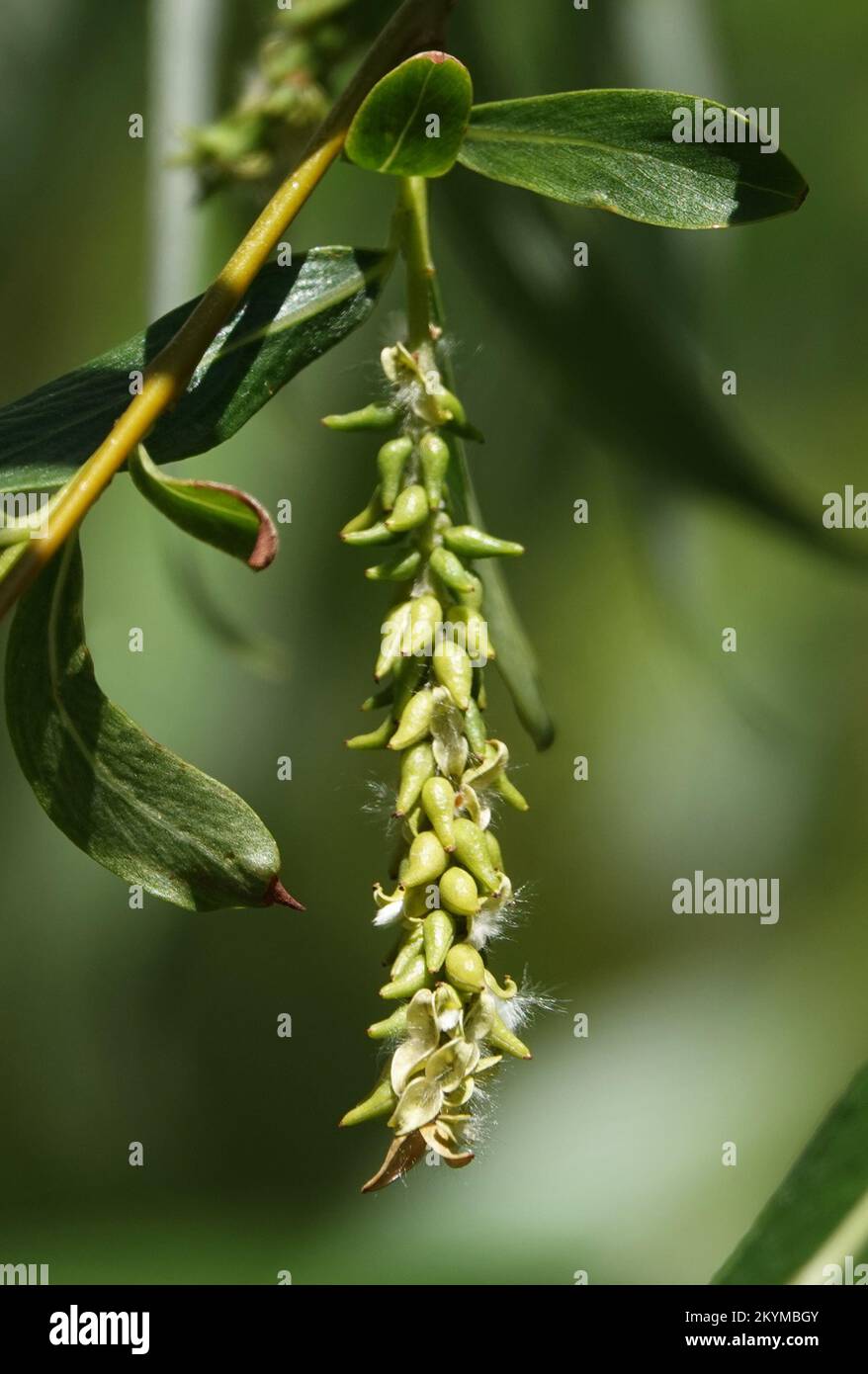 Open leaves hi-res stock photography and images - Alamy