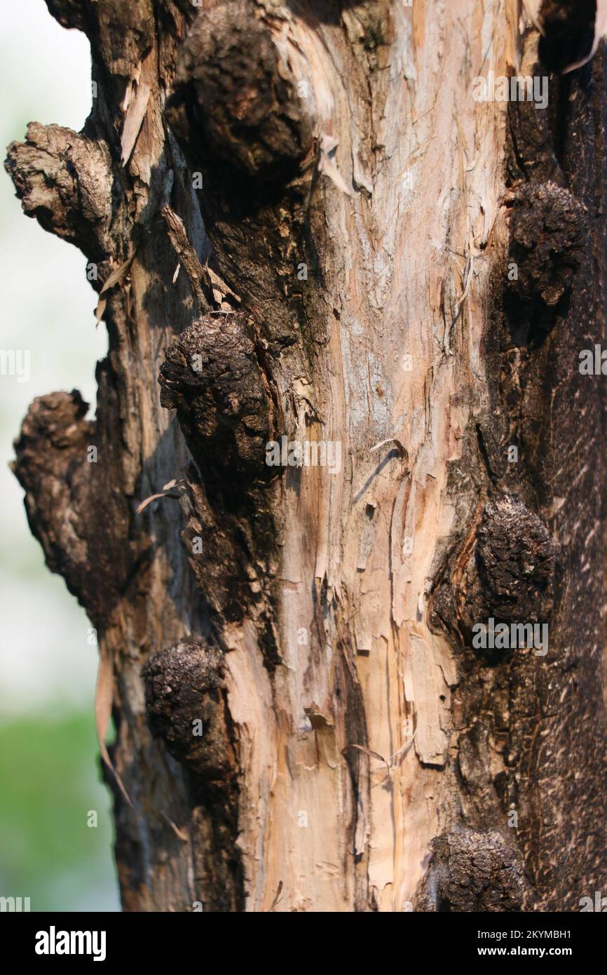 bark on stem of calabash tree (Crescentia cujete Stock Photo - Alamy