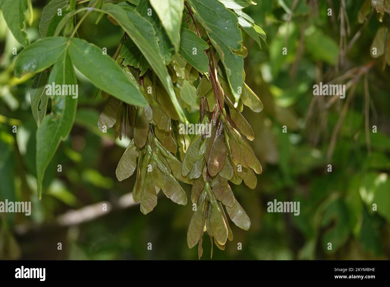 Spin leaves hi-res stock photography and images - Alamy