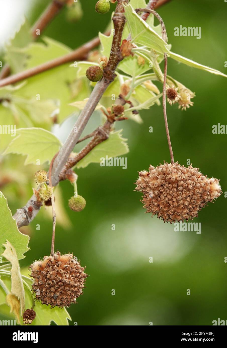 Seeds on the tree branches in the spring in the form of balls Stock ...
