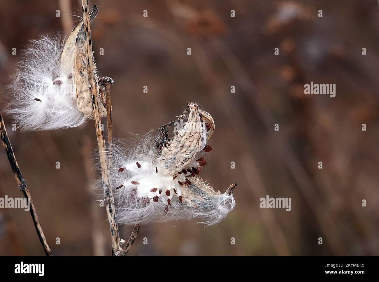 The Syrian milkweed, or Aesculapian grass, or Milky grass, or Swallow ...