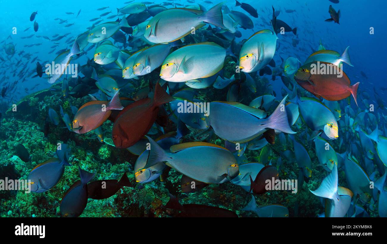 Reef fish swimming above healthy coral in Komodo Indonesia Stock Photo ...