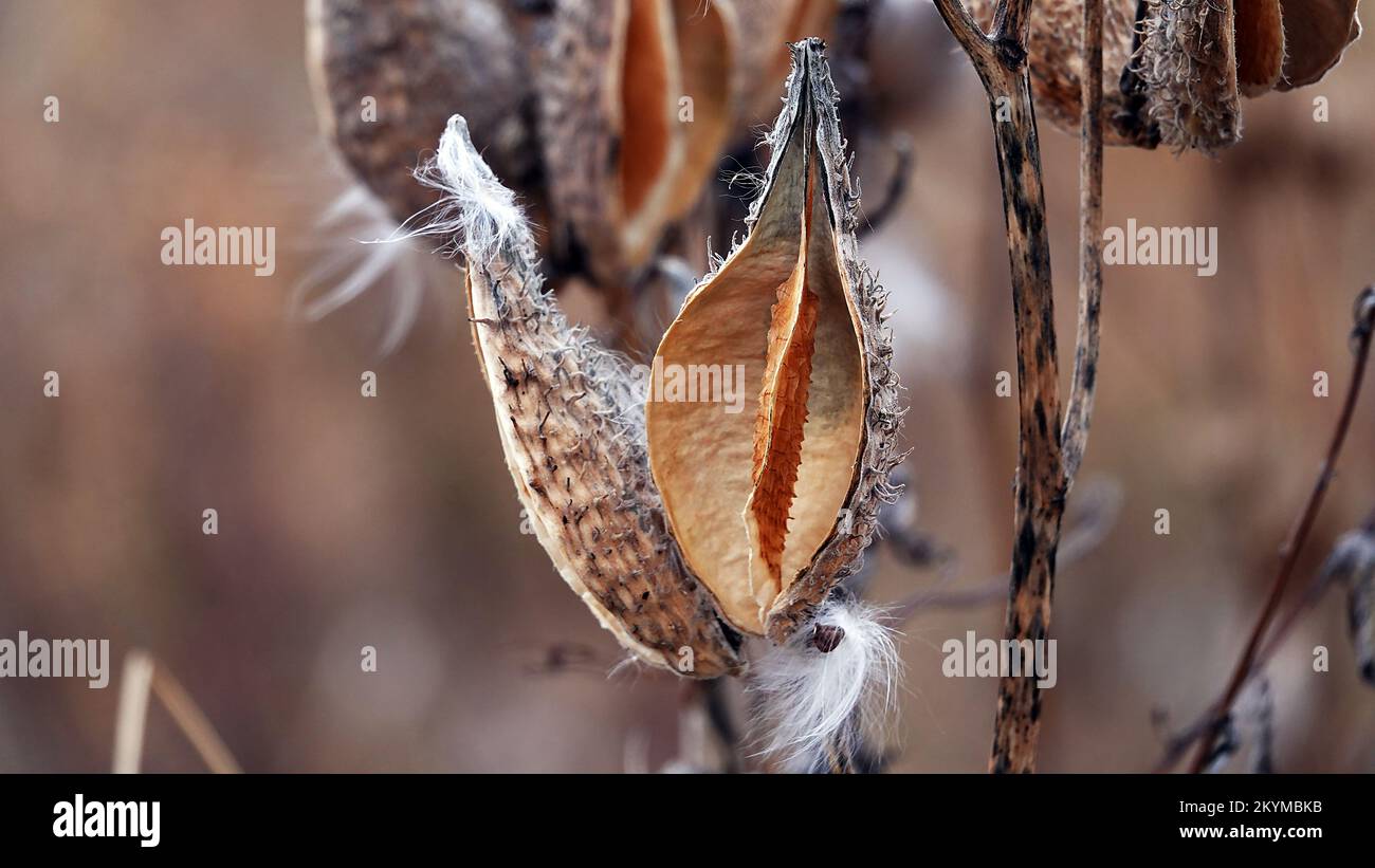 The Syrian milkweed, or Aesculapian grass, or Milky grass, or Swallow ...