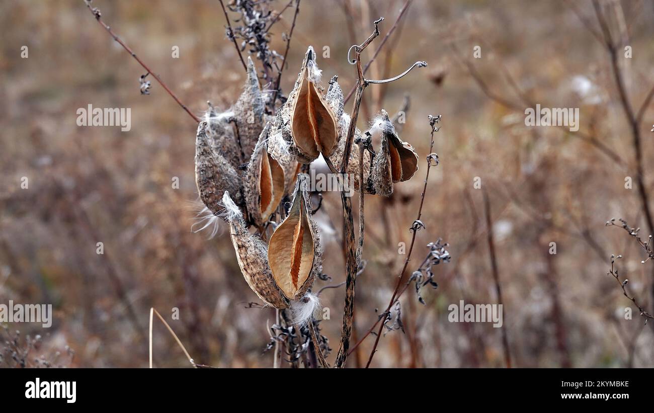 The Syrian milkweed, or Aesculapian grass, or Milky grass, or Swallow ...