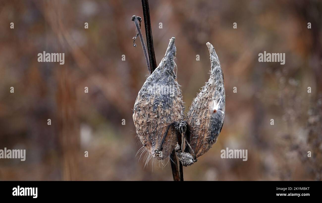 The Syrian milkweed, or Aesculapian grass, or Milky grass, or Swallow ...