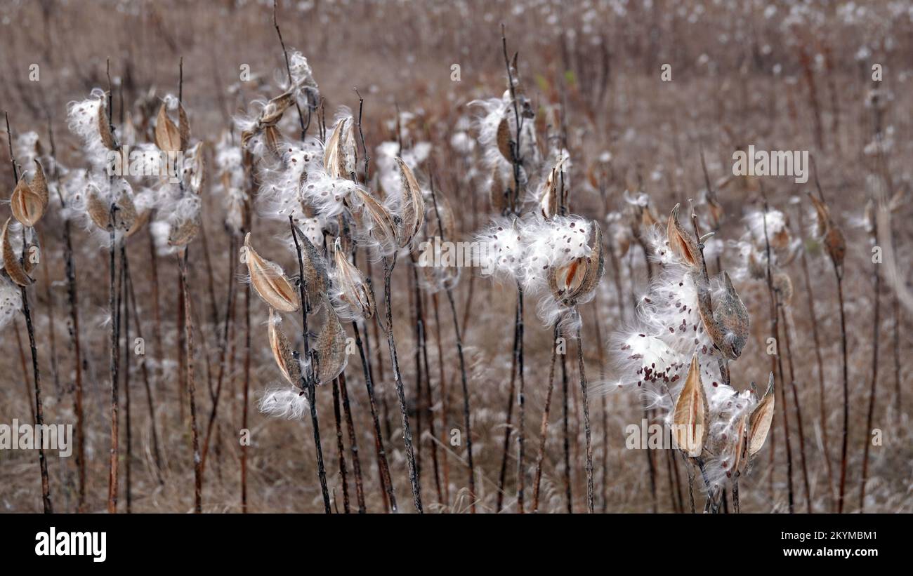 The Syrian milkweed, or Aesculapian grass, or Milky grass, or Swallow ...