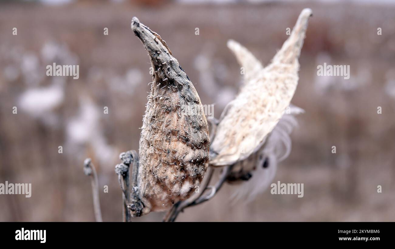 The Syrian milkweed, or Aesculapian grass, or Milky grass, or Swallow ...