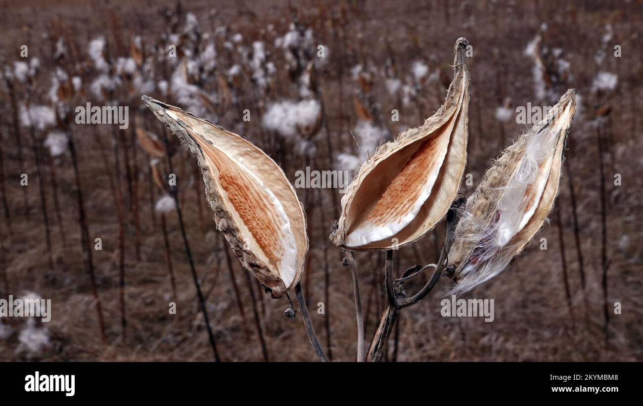 The Syrian milkweed, or Aesculapian grass, or Milky grass, or Swallow ...