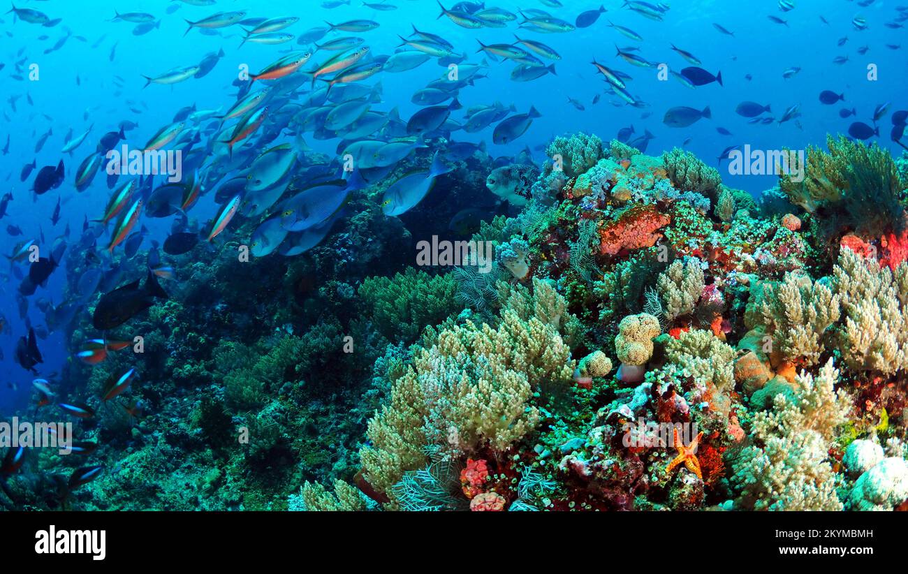 Reef fish swimming above healthy coral in Komodo Indonesia Stock Photo ...