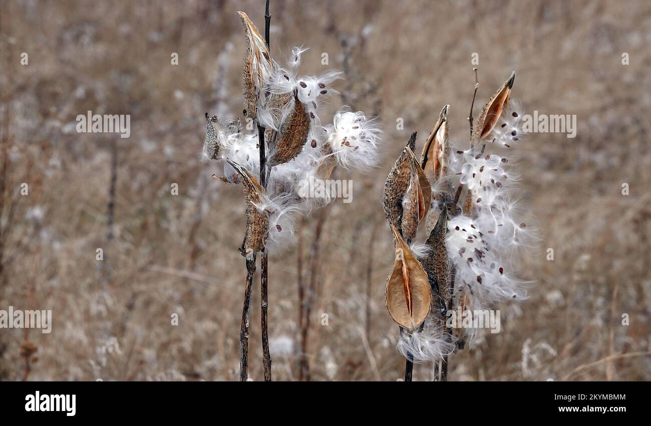 The Syrian milkweed, or Aesculapian grass, or Milky grass, or Swallow ...