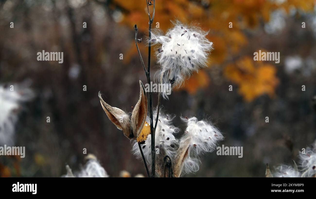 The Syrian milkweed, or Aesculapian grass, or Milky grass, or Swallow ...