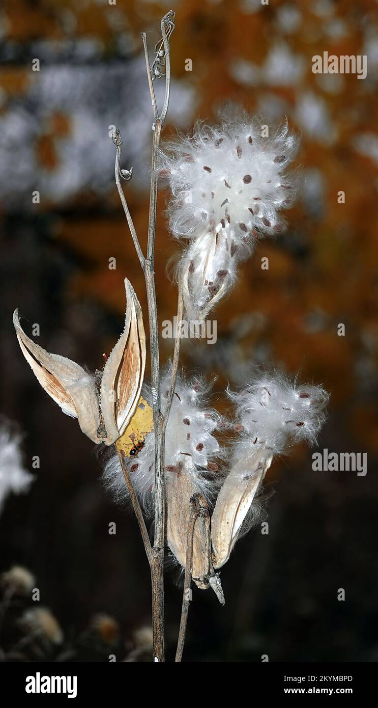 Kutrovye hi-res stock photography and images - Alamy