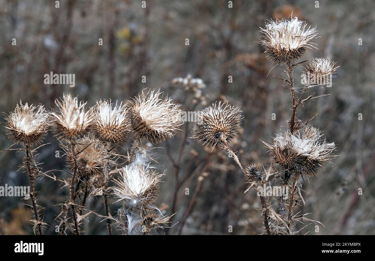 Buds of an unknown Velcro plant with sharp hooks to cling to passing ...