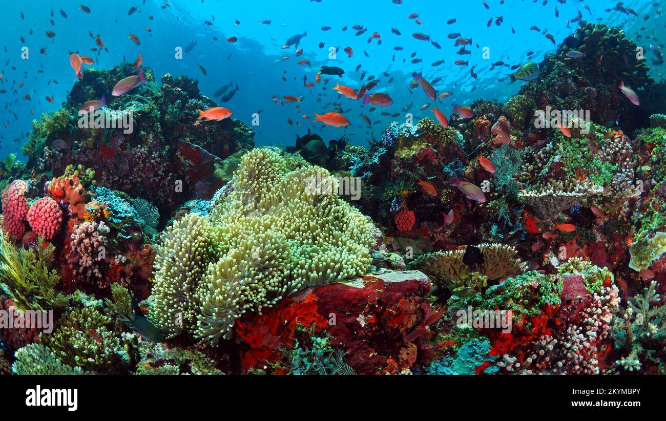 Reef fish swimming above healthy coral in Komodo Indonesia Stock Photo ...
