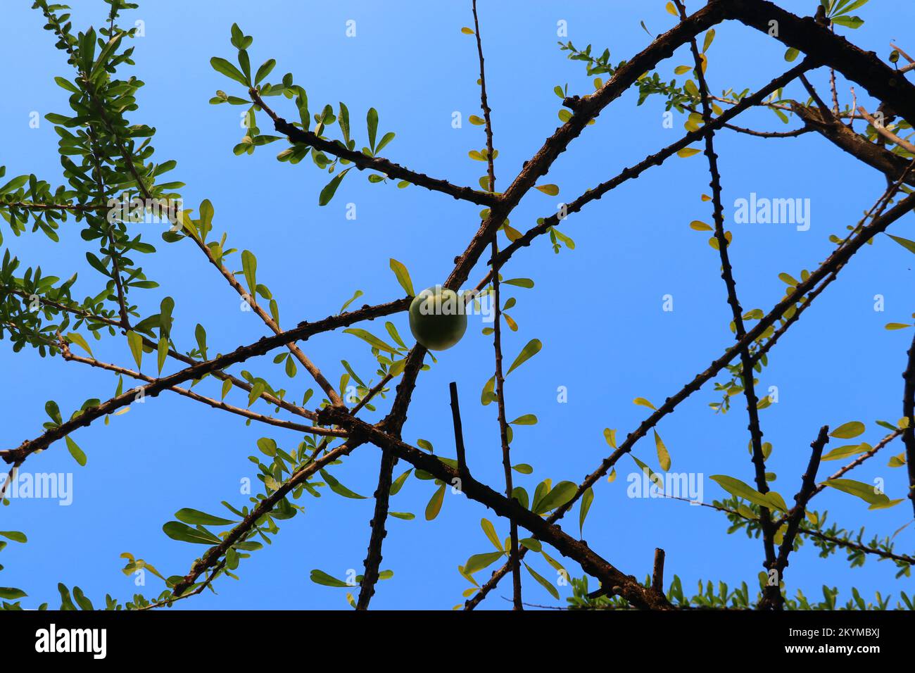 flower bough of calabash tree (Crescentia cujete) from low angle shot ...
