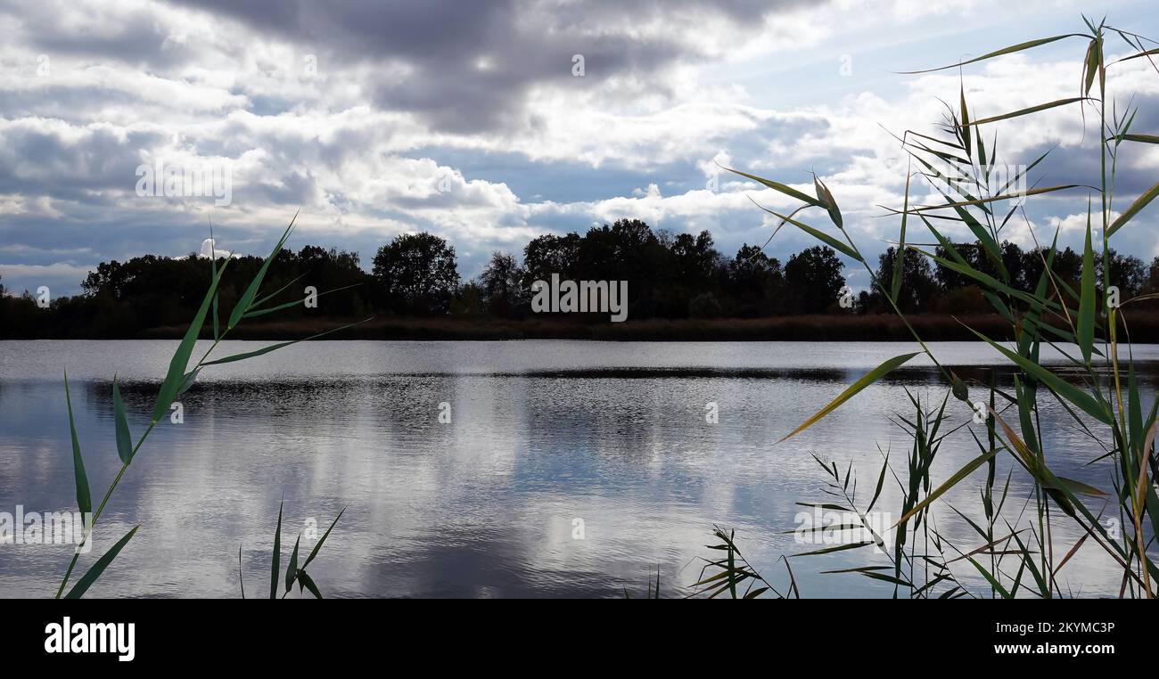 Forest clear lake with trees and shiny water Stock Photo - Alamy