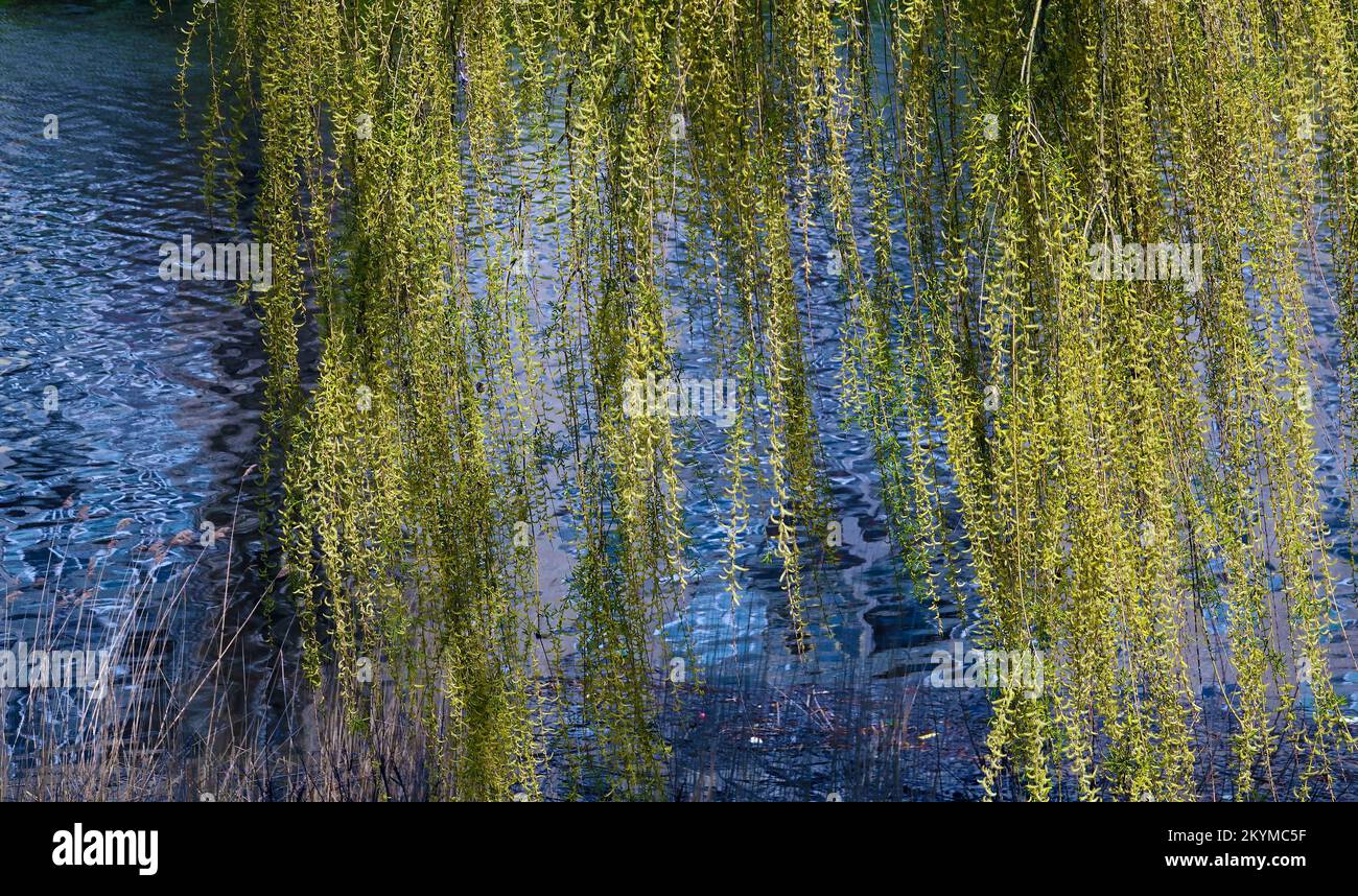 Shore lake weeping willow hi-res stock photography and images - Alamy
