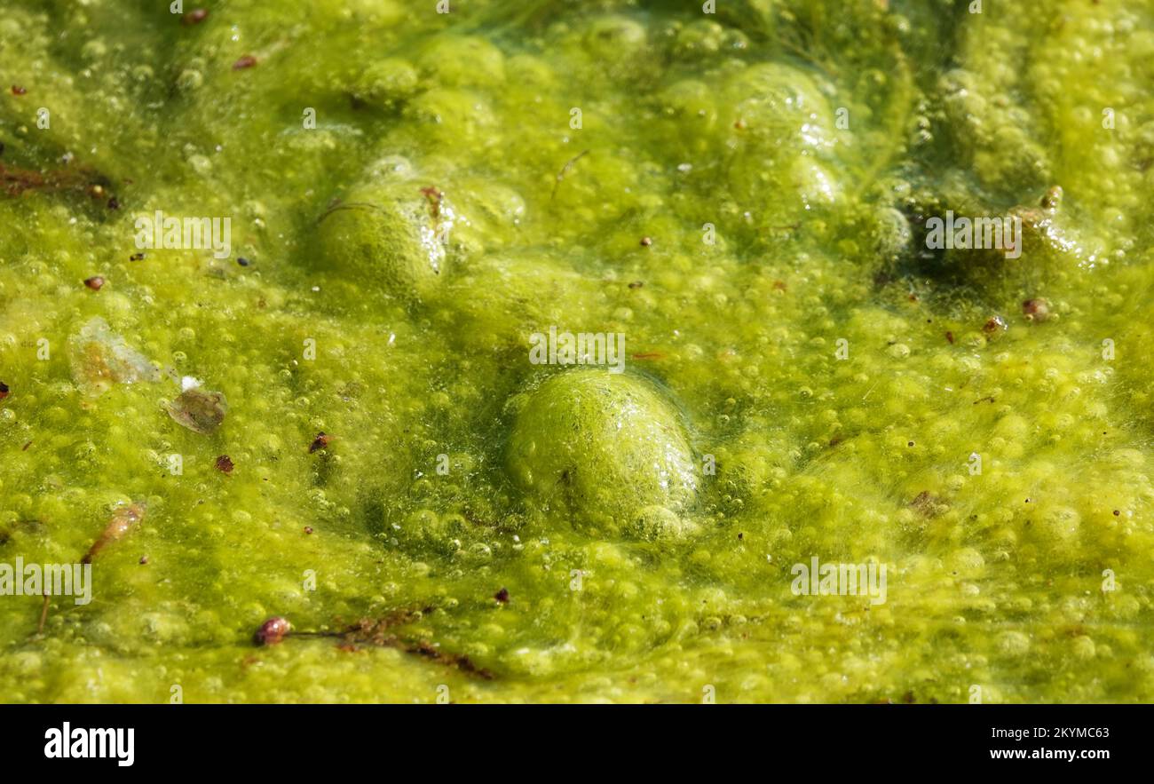 Dirty urban lake with swamp mud on the shore Stock Photo - Alamy