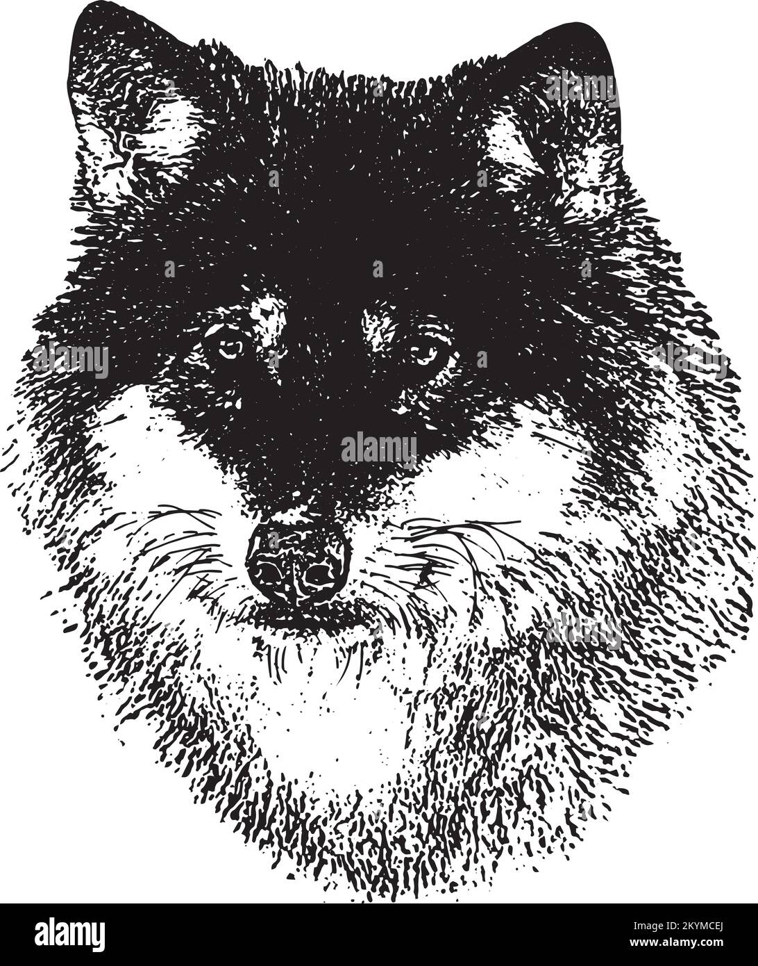 Timberwolf head Stock Vector Images - Alamy