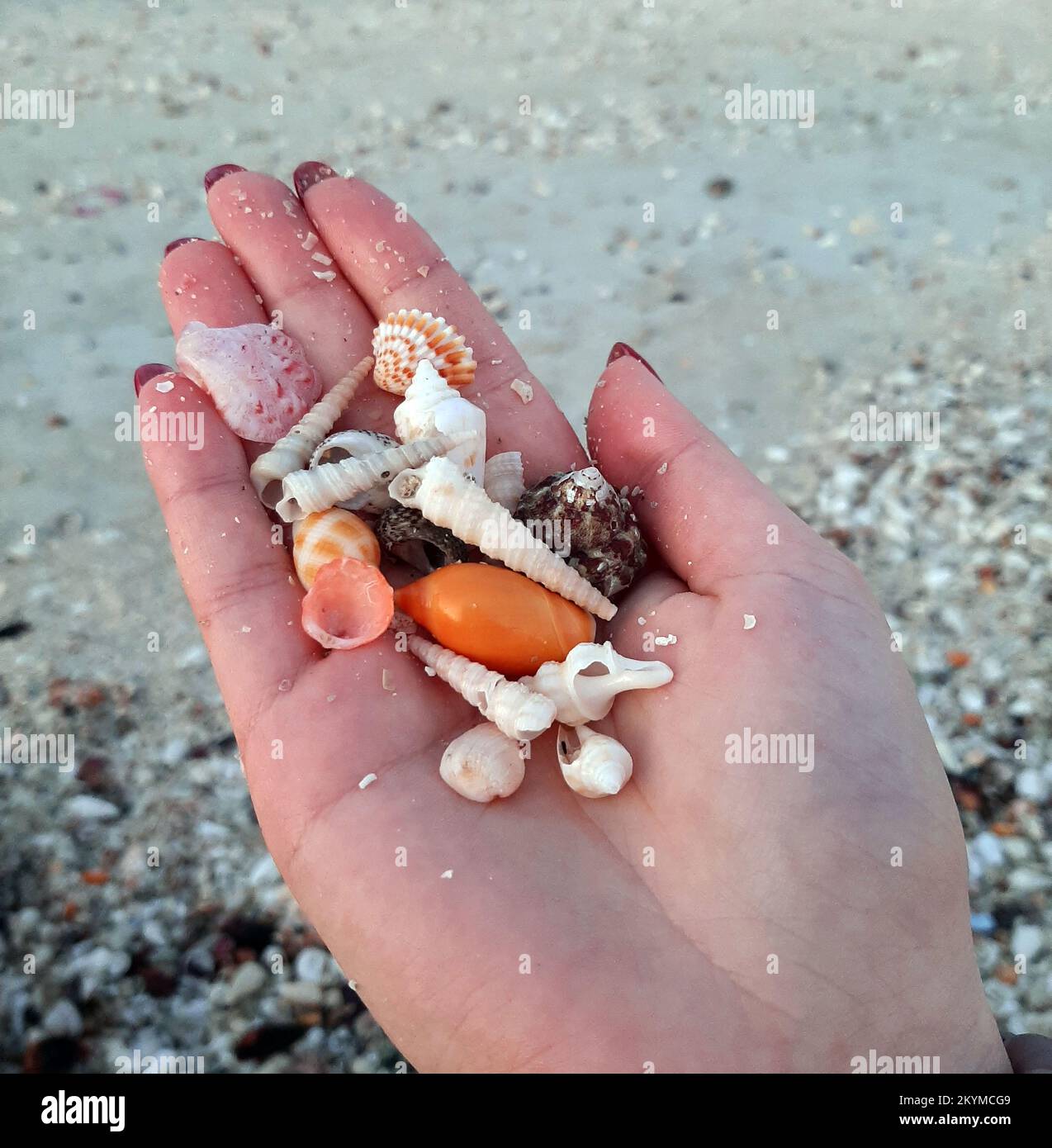 Transparent sea water bottom seashells hi-res stock photography and images - Alamy