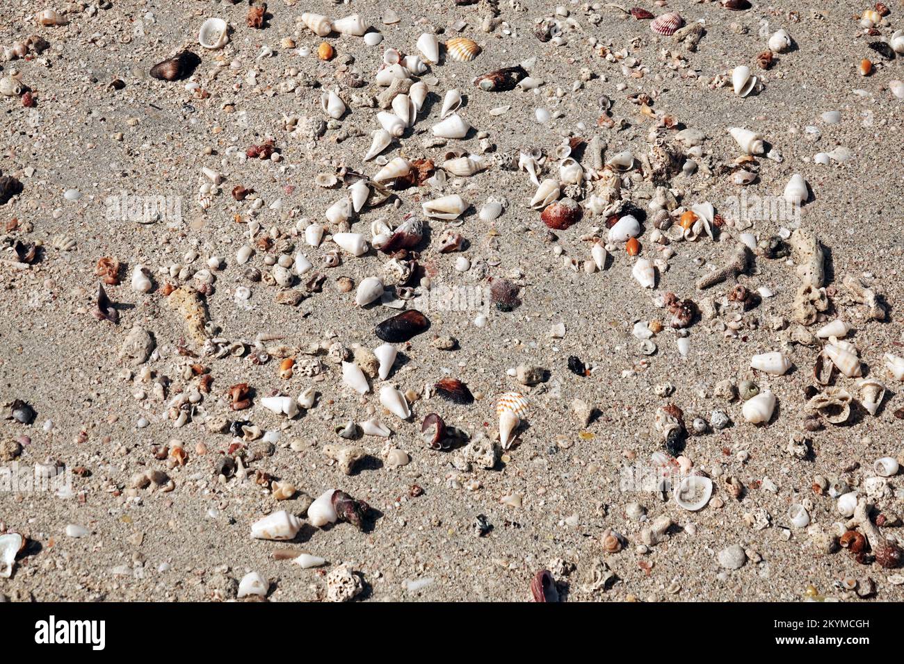 Transparent sea water bottom seashells hi-res stock photography and images - Alamy