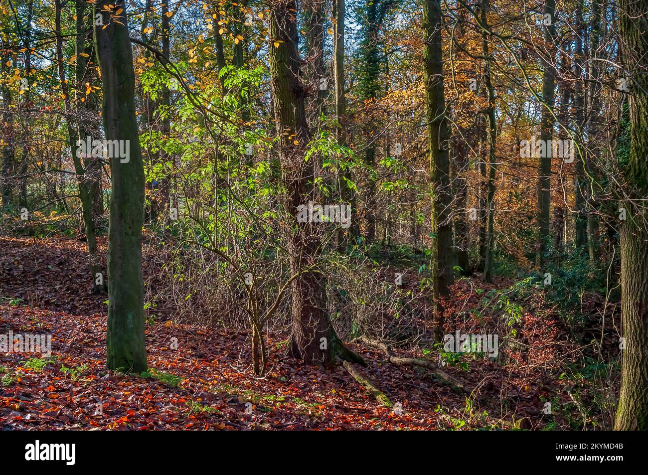 Bright autumn sunshine filtering through colourful trees on the steep ...