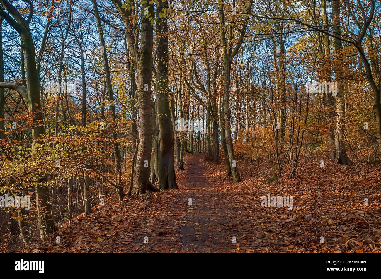 Bright autumn sunshine filtering through colourful trees on the steep ...