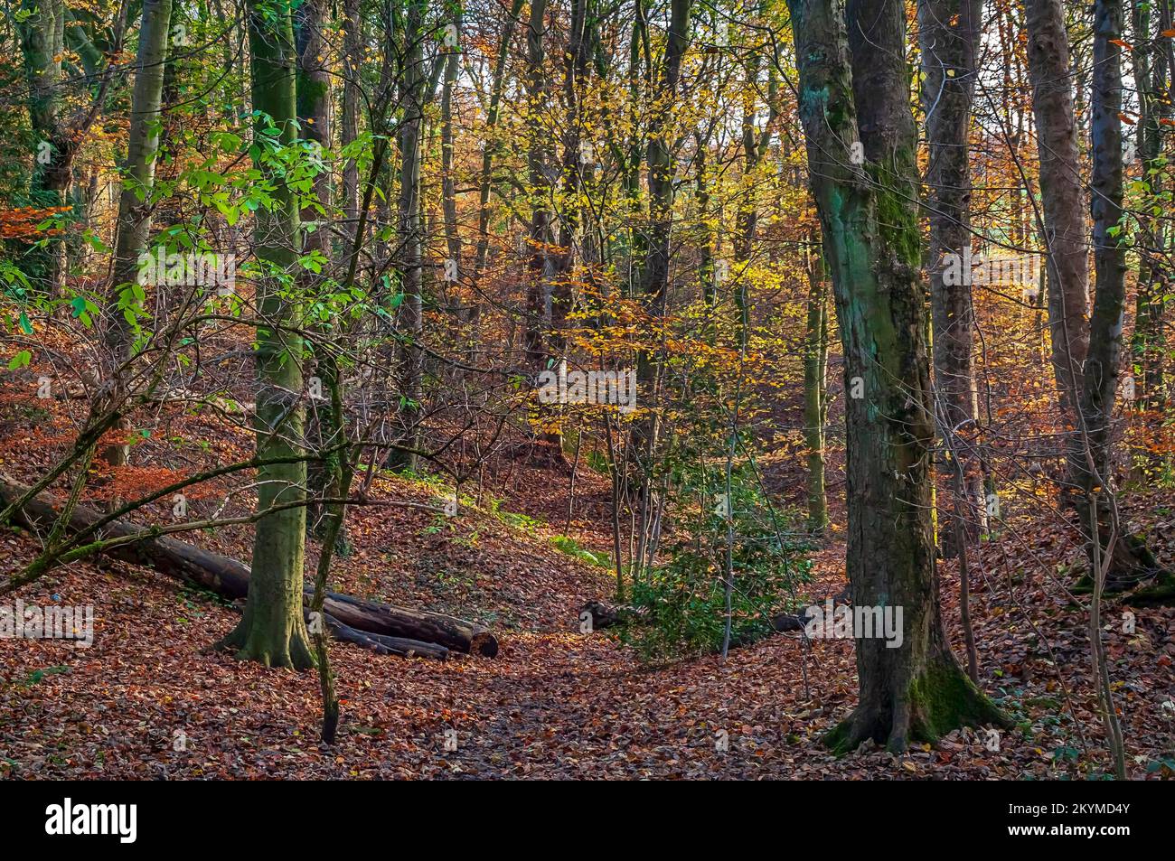 Bright autumn sunshine filtering through colourful trees on the steep ...
